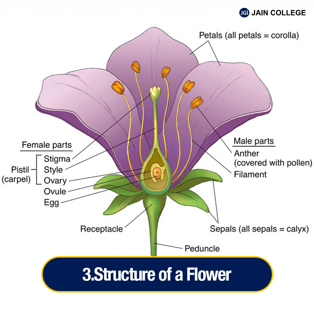 Parts of a Flower: The Science of a Flower's Anatomy!